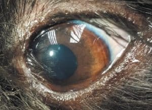 Abnormal Eyelashes | Eye Vet | Runcorn