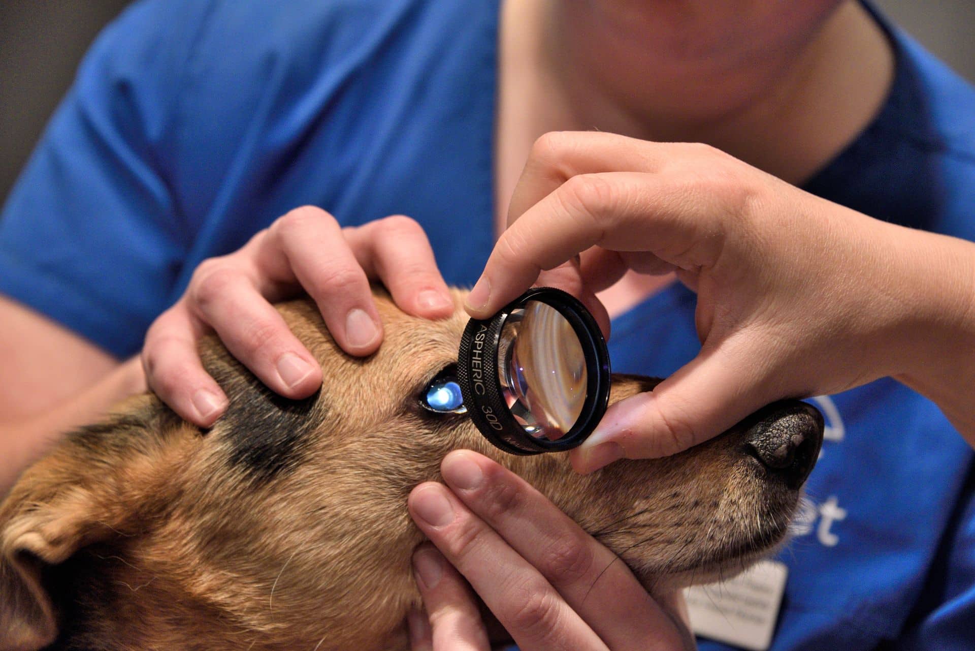 Key Information - Vet Professionals - Eye Vet
