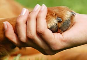 Caring for a Blind Dog | Pet Owners | Eye Vet | Runcorn